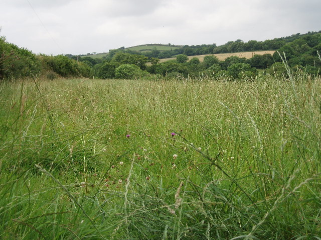 A Brief Guide To Meadow Hay For Guinea Pigs