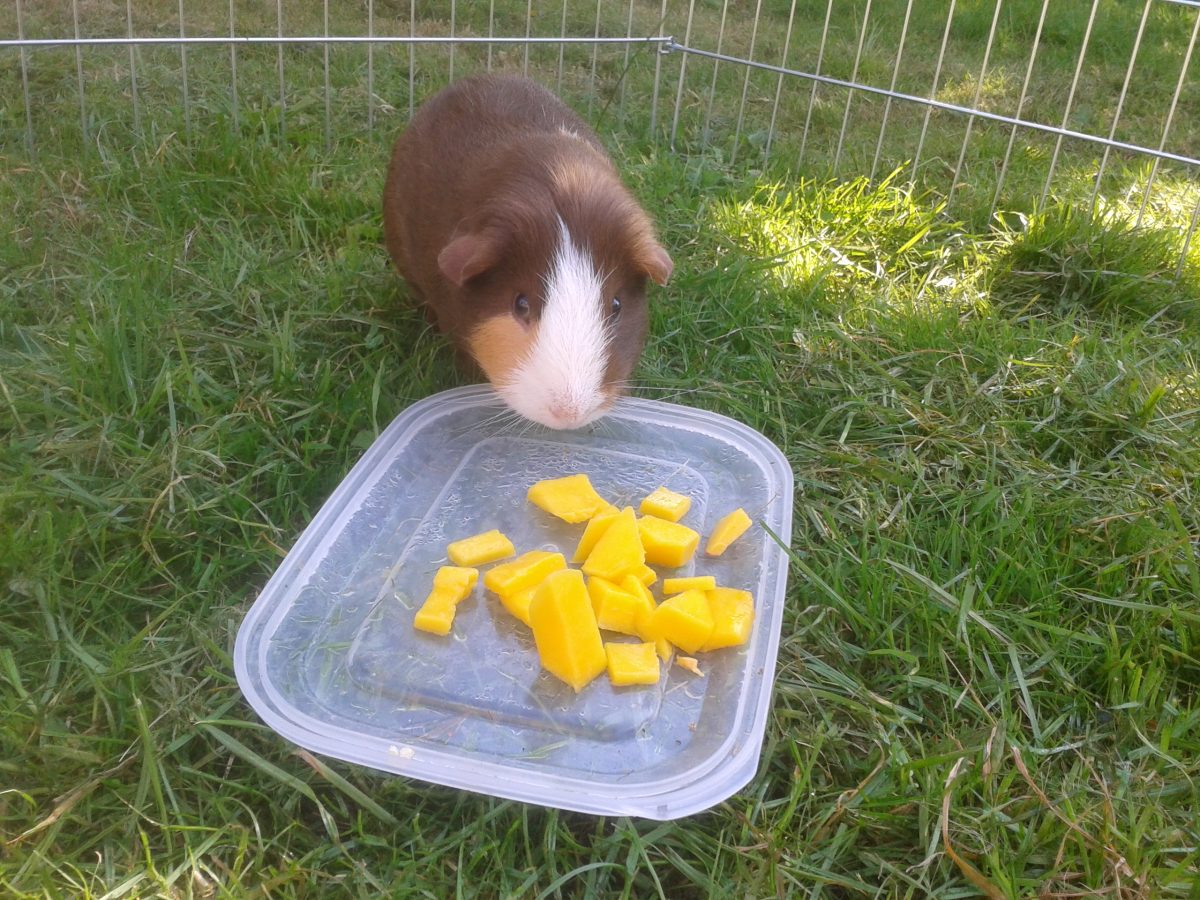 Can Guinea Pigs Eat Mango?