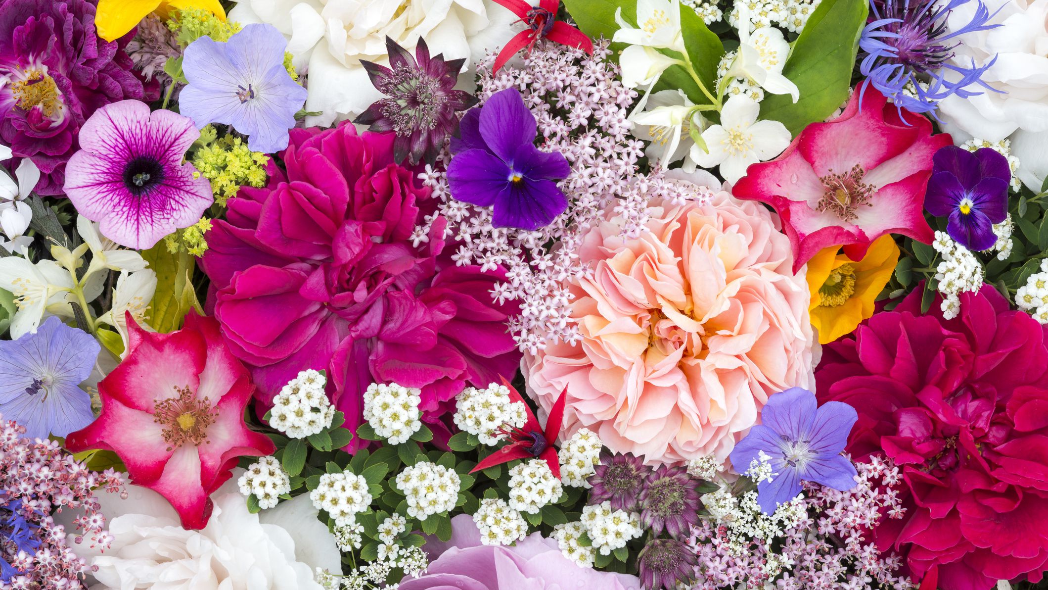 Can Guinea Pigs Eat Flowers Can Guinea Pigs Eat Flowers