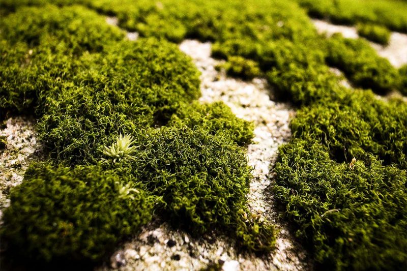 Can Guinea Pigs Eat Moss?